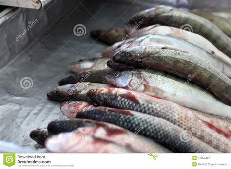 Fresh pelengas fish stock image. Image of head, fish - 47252481