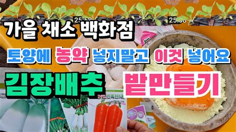 가을김장배추무우농사 토양살충제없이 천연살충제로 무농약 텃밭 토양 만드는방법 매년배추에 농약 안치고 이걸 치고 먹어요 김장배추 심는시기김장배추심는방법김장배추 토양만드는방법