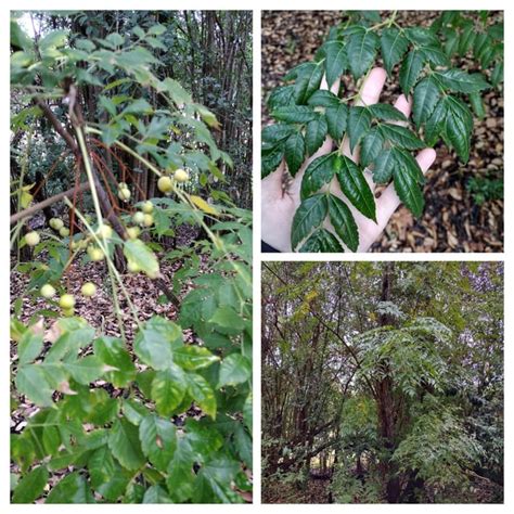 Central Texas Tree R Dendrology