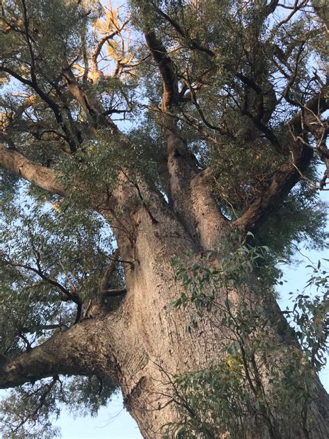 Tuart Gallery Western Australia Giant Trees