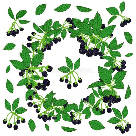 Wreath Pattern Of Blackberry Or Raspberry Berry Background For