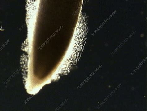 Clover Root Growth Stock Video Clip K0032826 Science Photo Library Clover Root Growth Stock Video Clip K0032826 Science Photo Library