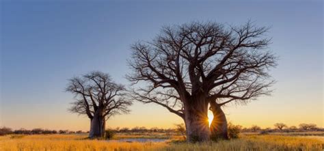 10 Trees Native To Namibia Ecosystem Jewels William Kwamba