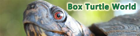 Hibernating Box Turtles An Overview Box Turtle World