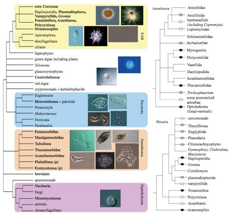 Unraveling The Tree Of Life