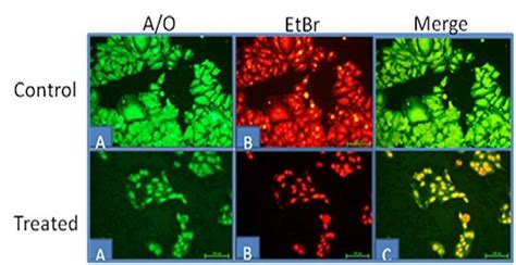 CQ Treatment Shows Genotoxic Effect As Revealed By DAPI Staining DAPI Download Scientific