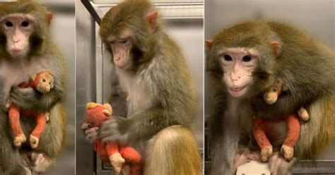 하버드대의 끔찍한 원숭이 실험영장류학자들 비윤리적