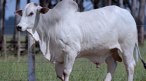 Lote 72 Cscf 7218 Youtube