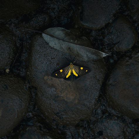 Addressing The Butterfly Effect Data Assimilation Using Ensemble Kalman Filter By Wencong