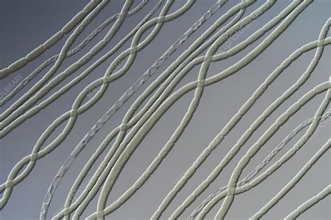 Gloeotrichia Sp Cyanobacteria Light Micrograph Stock Image C056 8342 Science Photo Library