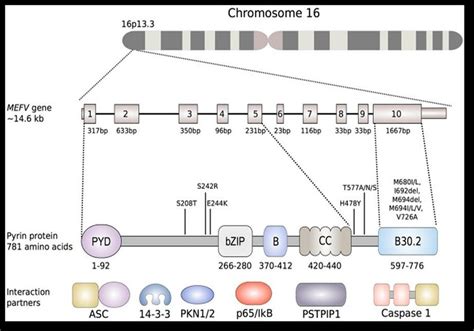 Schematic Representation Of The Mefv Gene And The Encoded Pyrin Protein
