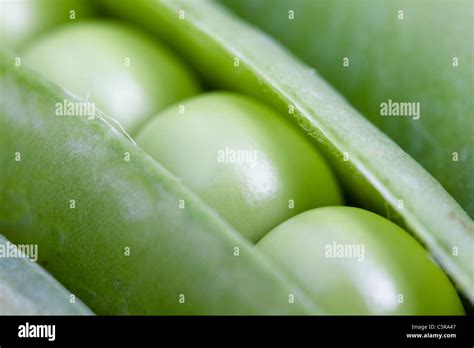 Pea Pod With Peas Stock Photo Alamy