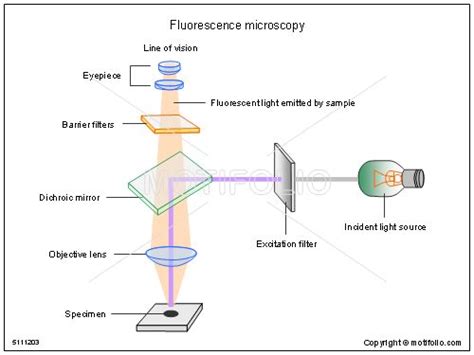 Fluorescence Microscopy Ppt Powerpoint Drawing Diagrams Templates