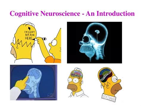 Ppt Cognitive Neuroscience An Introduction Powerpoint Presentation Id 1040875