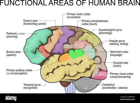 human brain anatomy brain functional areas map vector illustration is