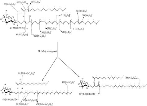 Mass Fragmentation Pattern Of Synsepaloside B 1 Following The