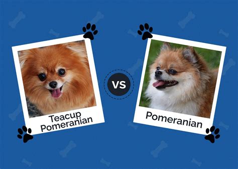 Teacup Pomeranian Vs Pomeranian The Key Differences With Pictures