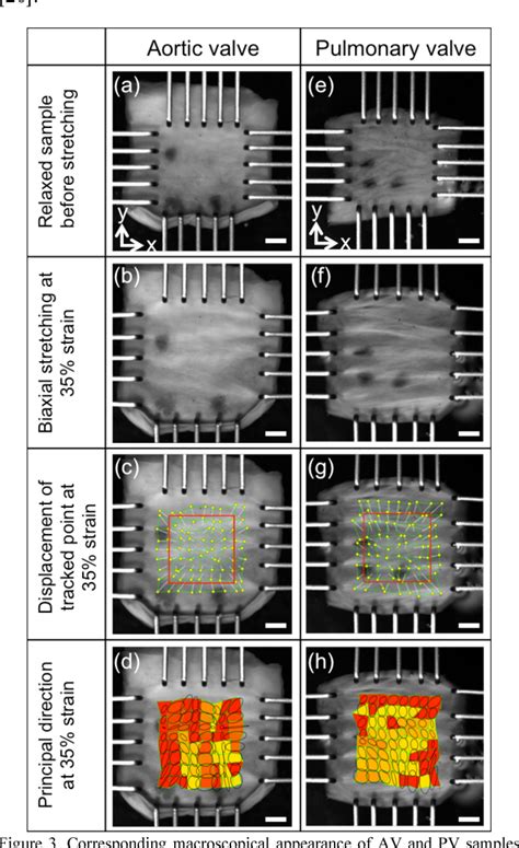 figure 3 from real time strain mapping via biaxial stretching in heart