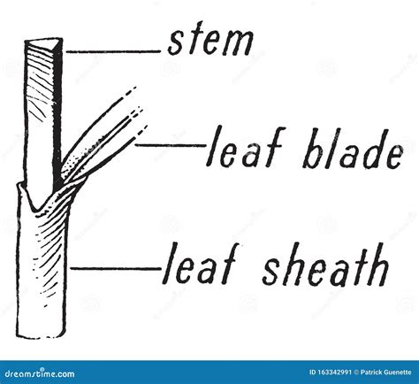 Morphology Cross Section Of Snail Cartoon Vector