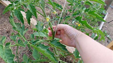What Kind Of String For Tomato Trellis At Kathleen Delgado Blog