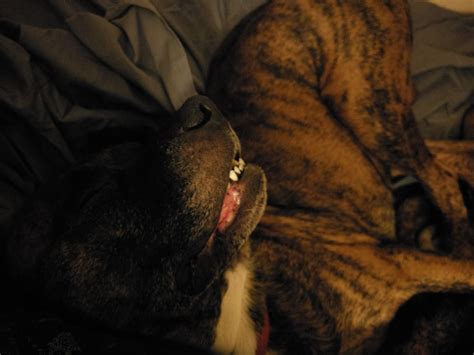 Perfect sleeping position. : r/WhatsWrongWithYourDog