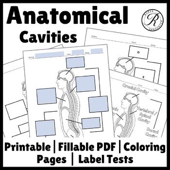Anatomy And Physiology Directions Body Planes And Cavities Label