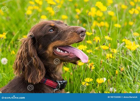 Long Haired Dachshund Chocolate
