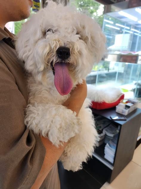 비숑프리제 오뎅 폼스키크기 폼치크기 폼피츠크기 푸숑크기 노르웨이숲크기 데본렉스크기 뱅갈크기 샴크기 셀커크렉스크기 스핑크스크기 아메리칸숏헤어크기 아메리칸컬크기 아비시니안크기