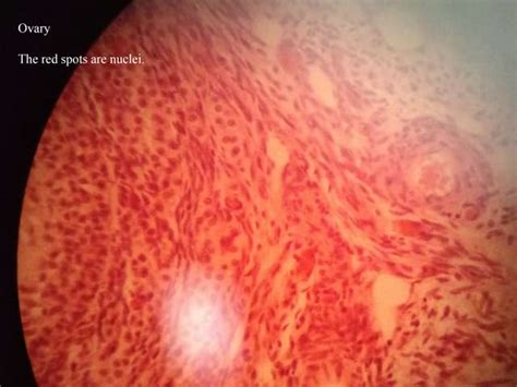 Histology Slides Pptx