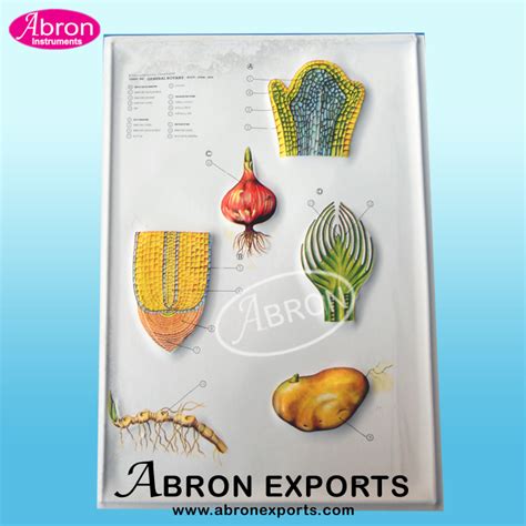 Models Botany Plant Models Botany Plant Manufacturers Models Botany Plant Exporters Models