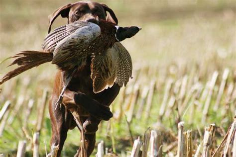 Connaissez Vous Les Chasses De Faisans De Haut Vol Du Domaine Du Mahomet