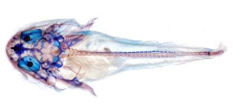 Skeletons And Sea Creatures Learning About The Blobfish What S New In Room 22