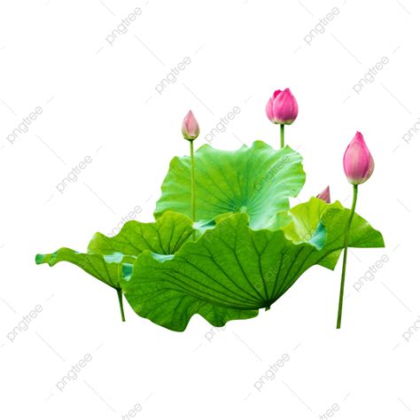 lotus element png image lotus leaf png decorative elements lotus