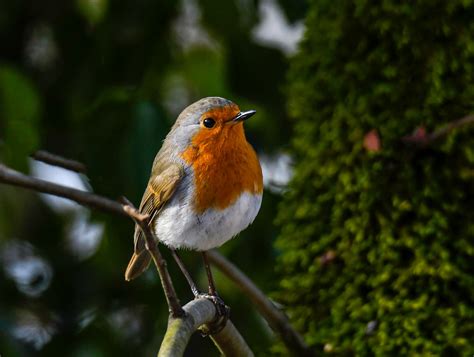 Bird Nest Tbilisi ჩიტის ბუდე Tbilisi