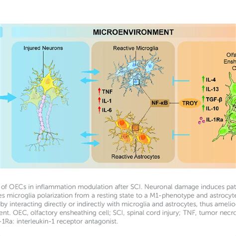 Oec Released Factors Involved In Neural Differentiation And Neurogenesis Download Scientific