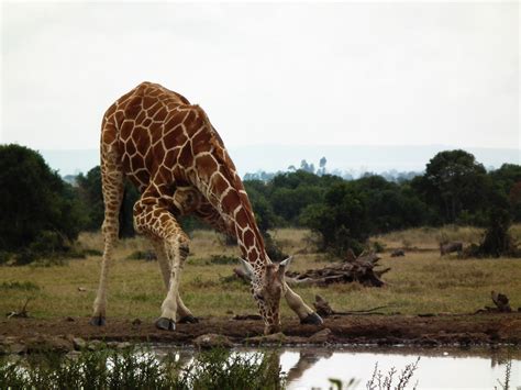 Free Images Water Nature Animal Wildlife Wild Africa Mammal
