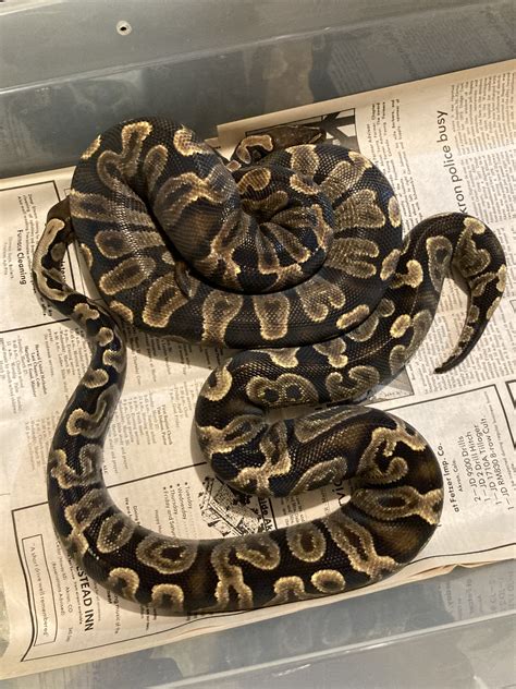 Twin Ball Python Questions Ball Pythons Morphmarket Reptile Community