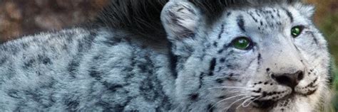 Pyrohawkbskysocial On Bluesky