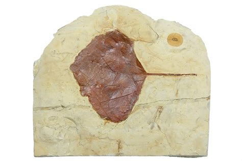 435 Fossil Leaf Zizyphoides Montana 262393 For Sale