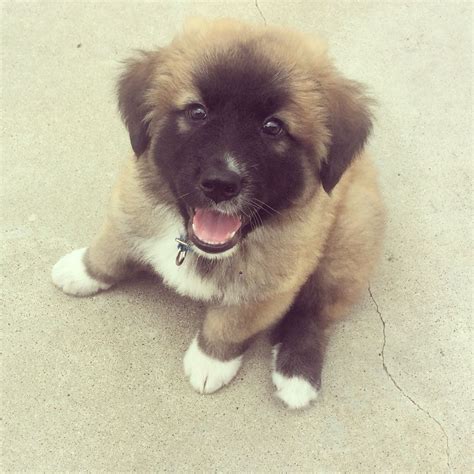 Great Pyrenees Black Lab Mix Puppies