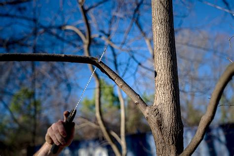 How To Prune With The 3 Cut Method Leaf And Limb