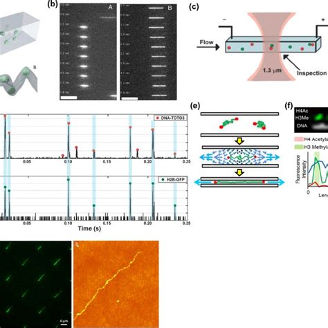Schematic Of Dna Folding In The Cell And Higher Coarse Grained Models