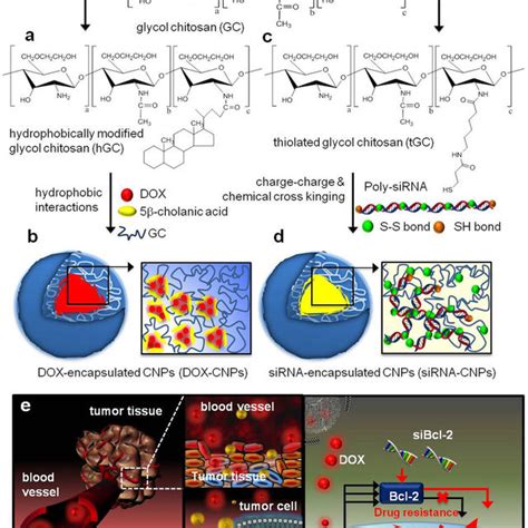 Synthetic Scheme Of Hydrophobic 5β Cholanic Acid Modified Gc B