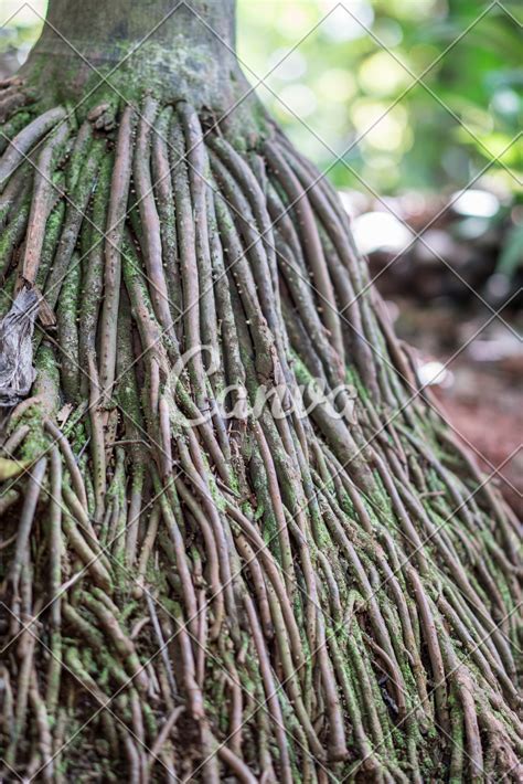 Tree Root Texture Photos By Canva
