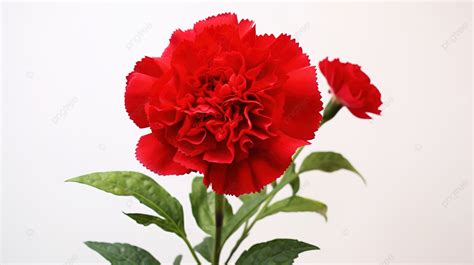 흰색 배경에 매혹적인 꽃을 배경으로 여러 가지 빛깔의 잎이 있는 생생한 붉은 카네이션 열대 정글 정글 식물 고사리 잎 배경 일러스트 및 사진 무료 다운로드 Pngtree