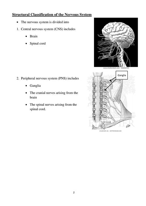 Solution Classification Of Nervous System Studypool