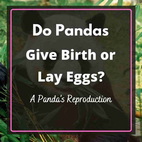 Do Giant Pandas Give Birth Or Lay Eggs Explained Bestofpanda