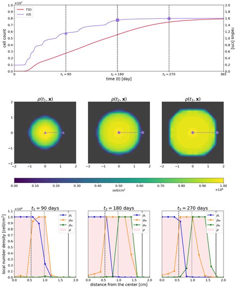 Results Of The Reference Simulation Relative To Cancer Cells Dynamics Download Scientific