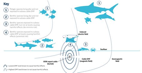 Windtech International Electromagnetic Fields And Offshore Wind