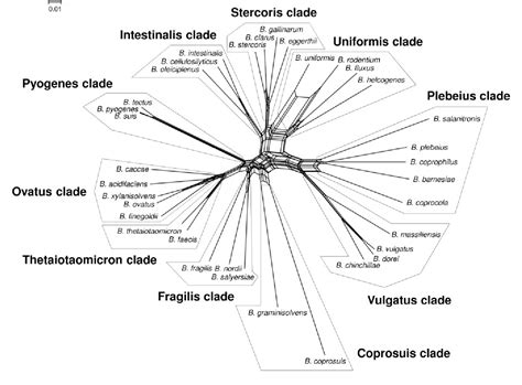 Figure 2 From Identification And Classification Of The Genus